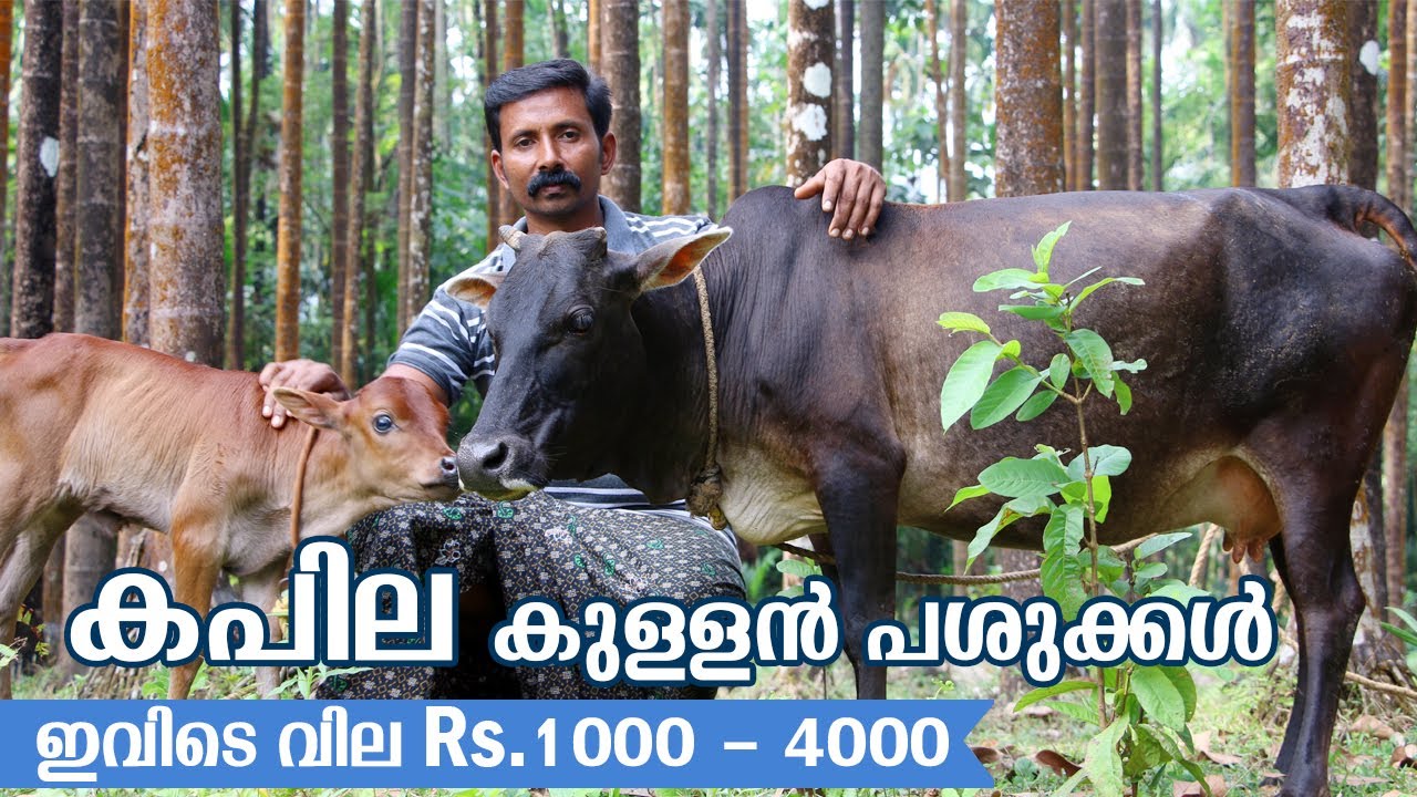 Kapila Dwarf Cows a rare cow breed from Karnataka | കപില കുള്ളൻ പശുക്ക ...