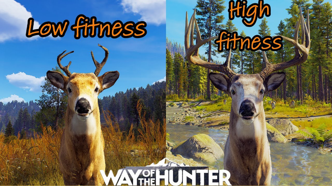 Knowing the difference between high and low fitness animals - YouTube