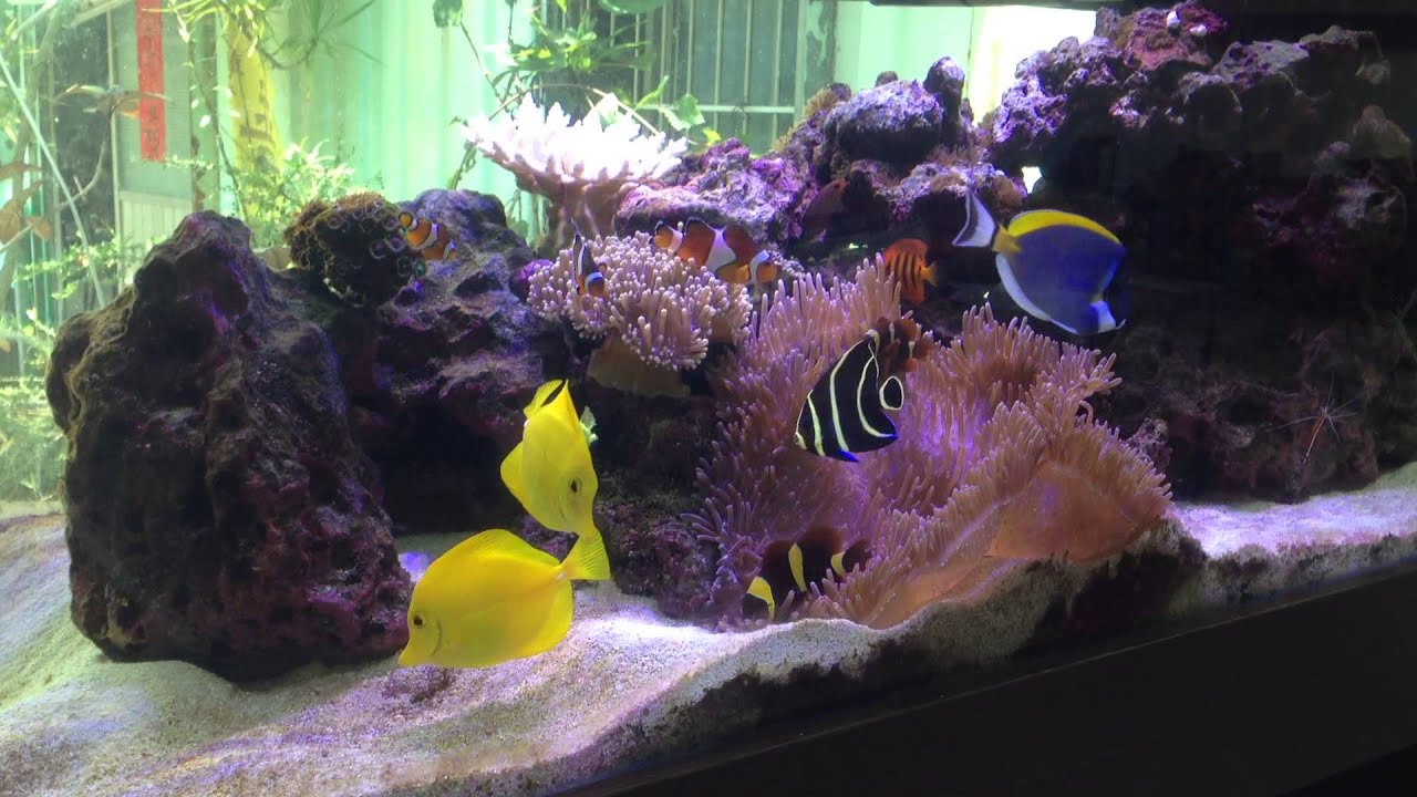 120 gallon reef tank - Kaohsiung 8/18/2015 - YouTube