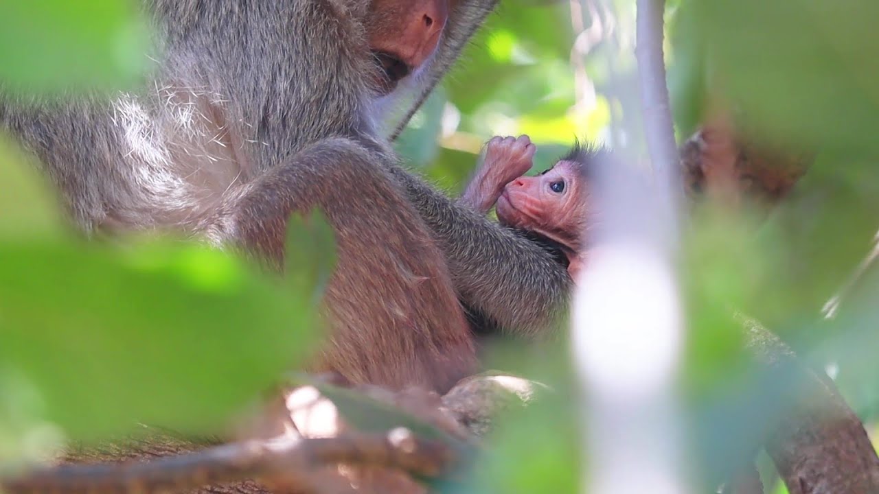 Monkey Actions's broadcast | Day 054 EP 02 | - YouTube