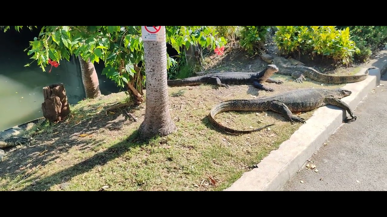 I Varani del Parco Lumphini (Bangkok) - YouTube