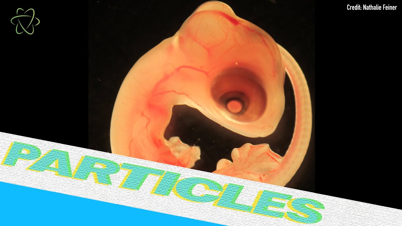 Brain parasites make their way into shell-bound baby lizards - YouTube