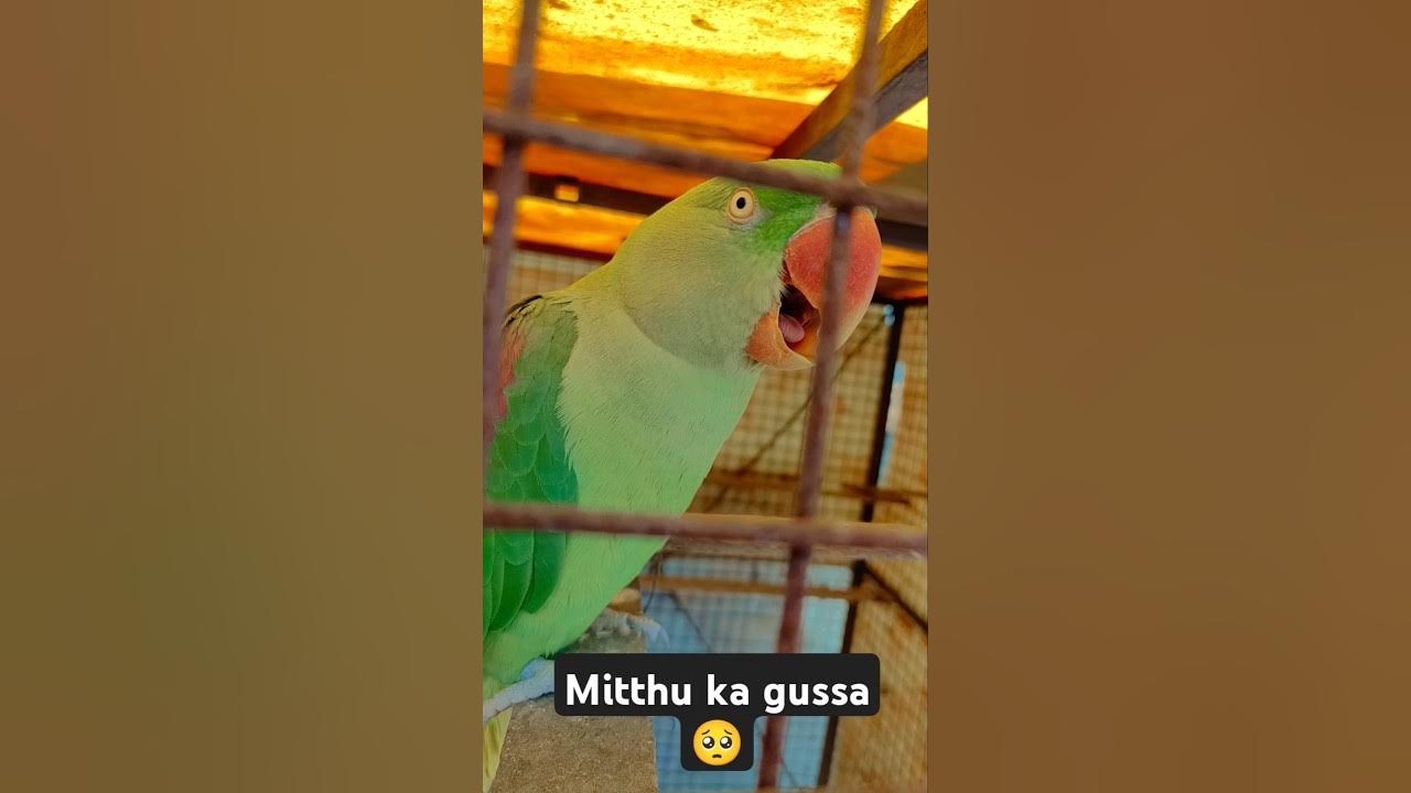 Hamare mitthu Ko gussa aa Gaya gusse mein mitthu katata hai😱🦜 - YouTube