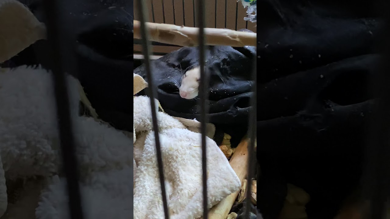 Invisible rat - YouTube