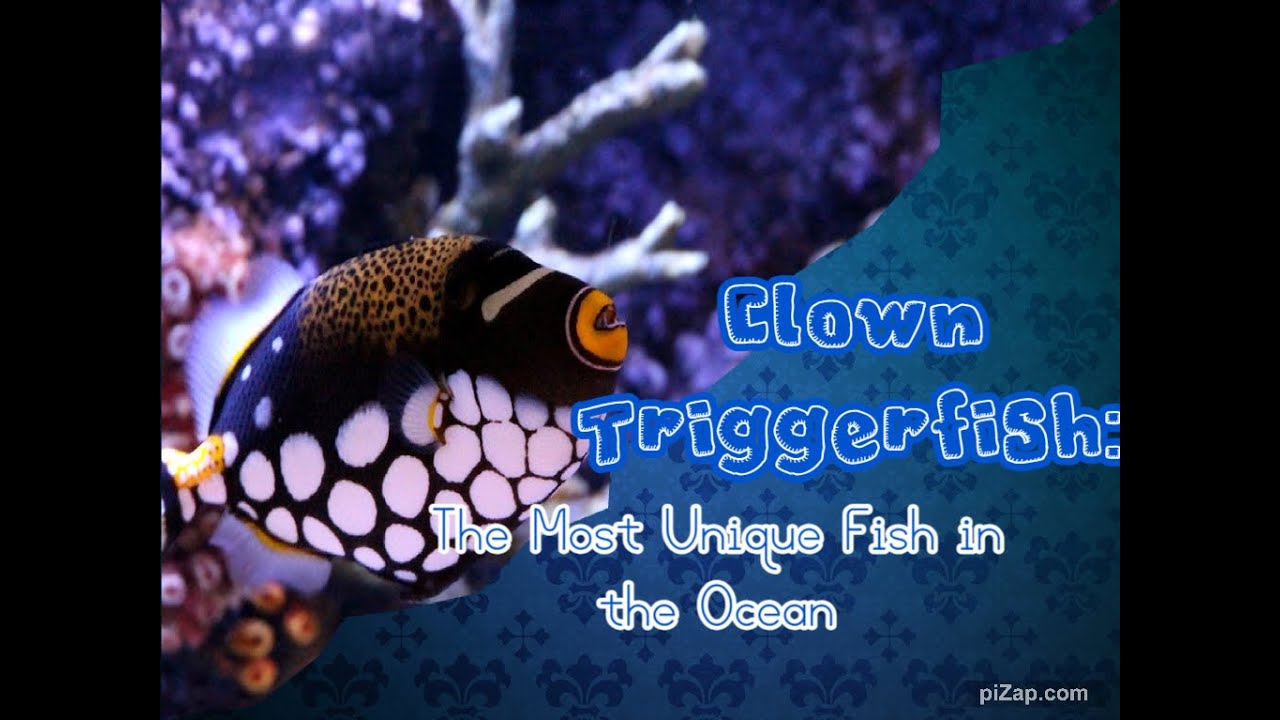 Clown Triggerfish: The Most Unique Fish in the Ocean #fishes #animals # ...