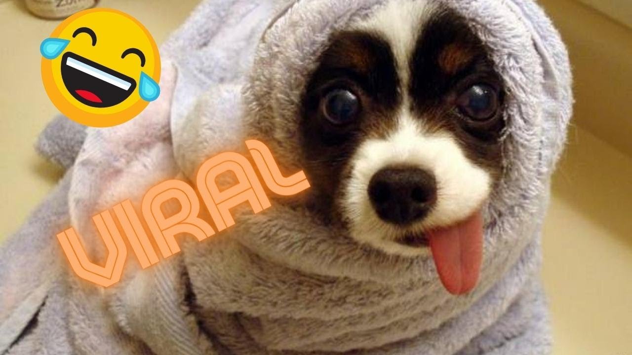 🤣 Videos super graciosos 🤣 (y tiernos) de Perros y Gatos que Alegrarán ...