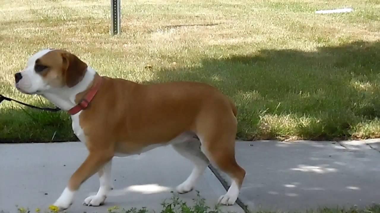 Check out this beautiful handsome precious dog! - YouTube