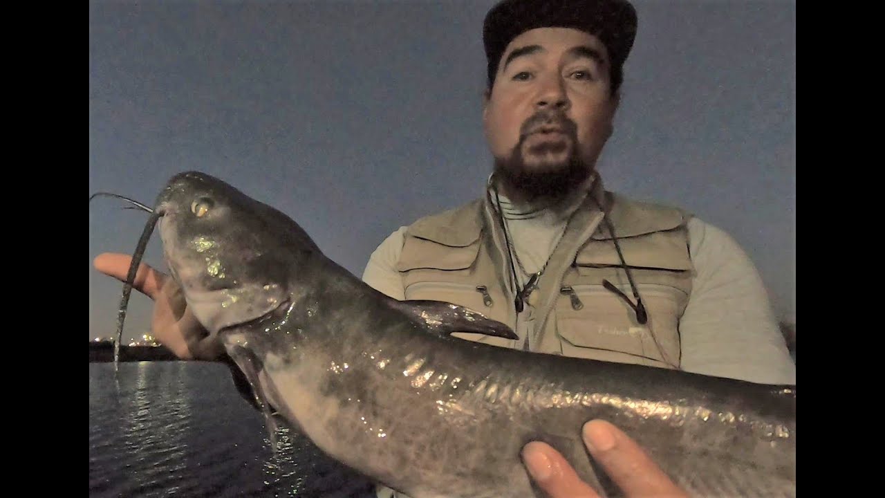 BIG CATFISH LARGEMOUTH BASS BLUEGILL WASP HORNET 4 HOUR SESSION LAKE ...