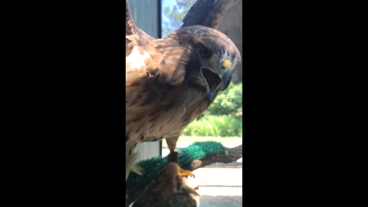 Up close view of red-tailed hawk eating - YouTube