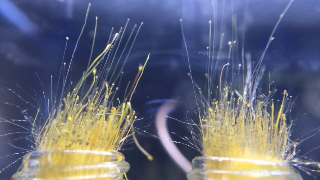 Phycomyces Compilation - YouTube