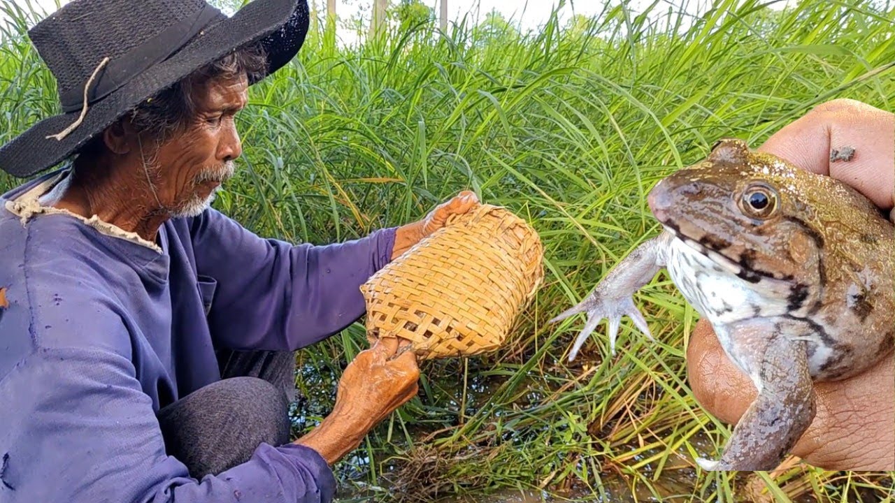 The way to trap frogs in the fields is called frog trap during the ...