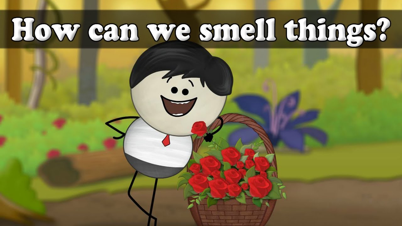 How can we smell things? | #aumsum #kids #science #education #children ...