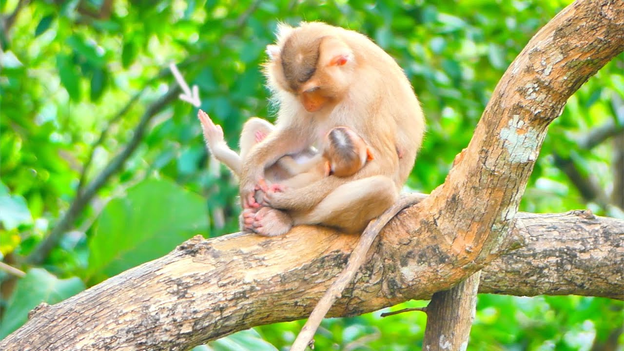 Oh look...When baby monkey MARCO wake-up and sleep is very cutie. - YouTube
