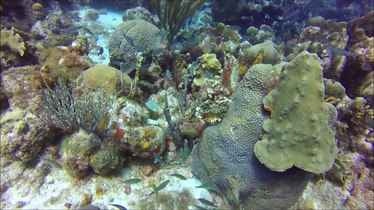 Mushroom Forest, Curacao - YouTube