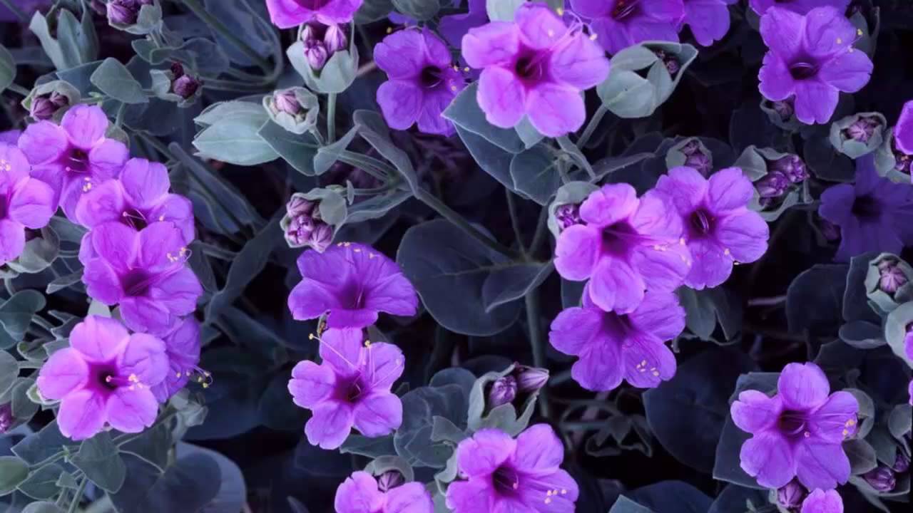 OST Winter Sonata - Violet - Ryu (제비꽃 - 류) - YouTube