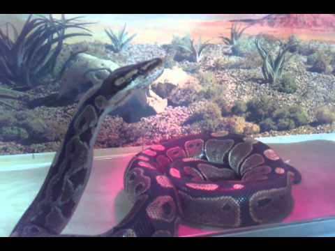 My Ball Python eating a mouse ass backwards. - YouTube