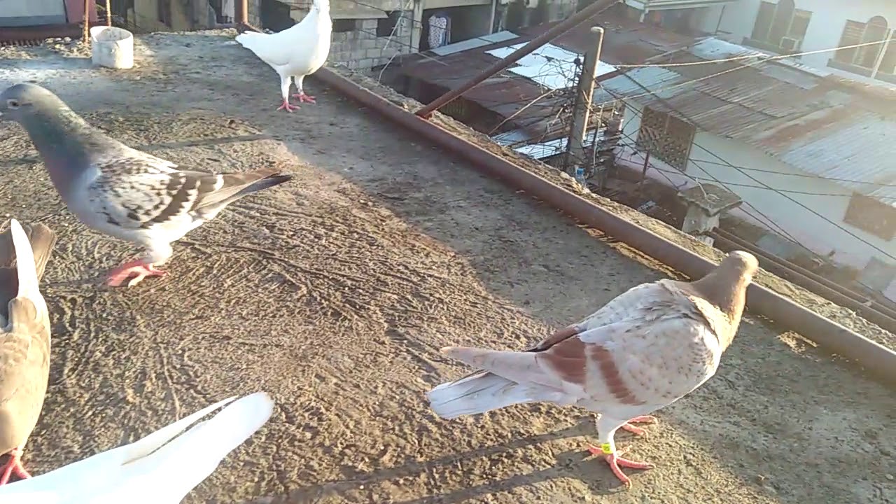 Cebu Kalapati - YouTube