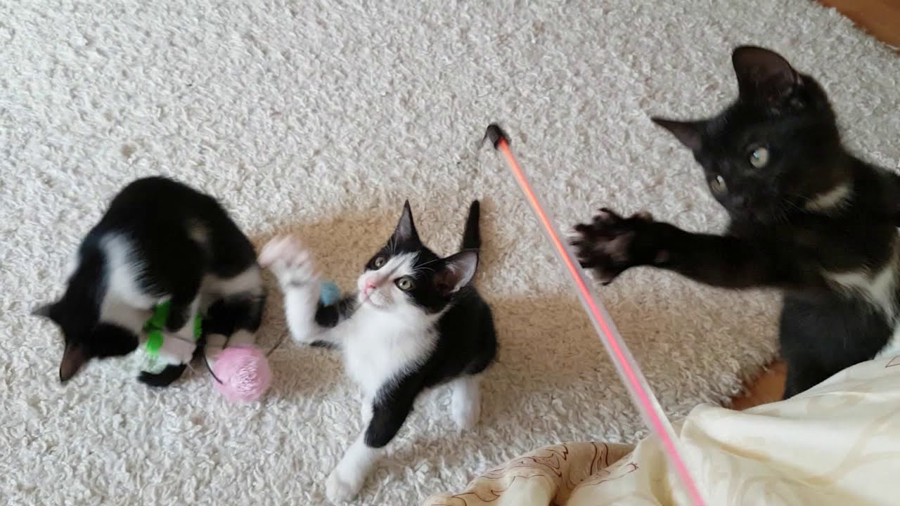 Little kittens playing Funny kittens Active kittens - YouTube