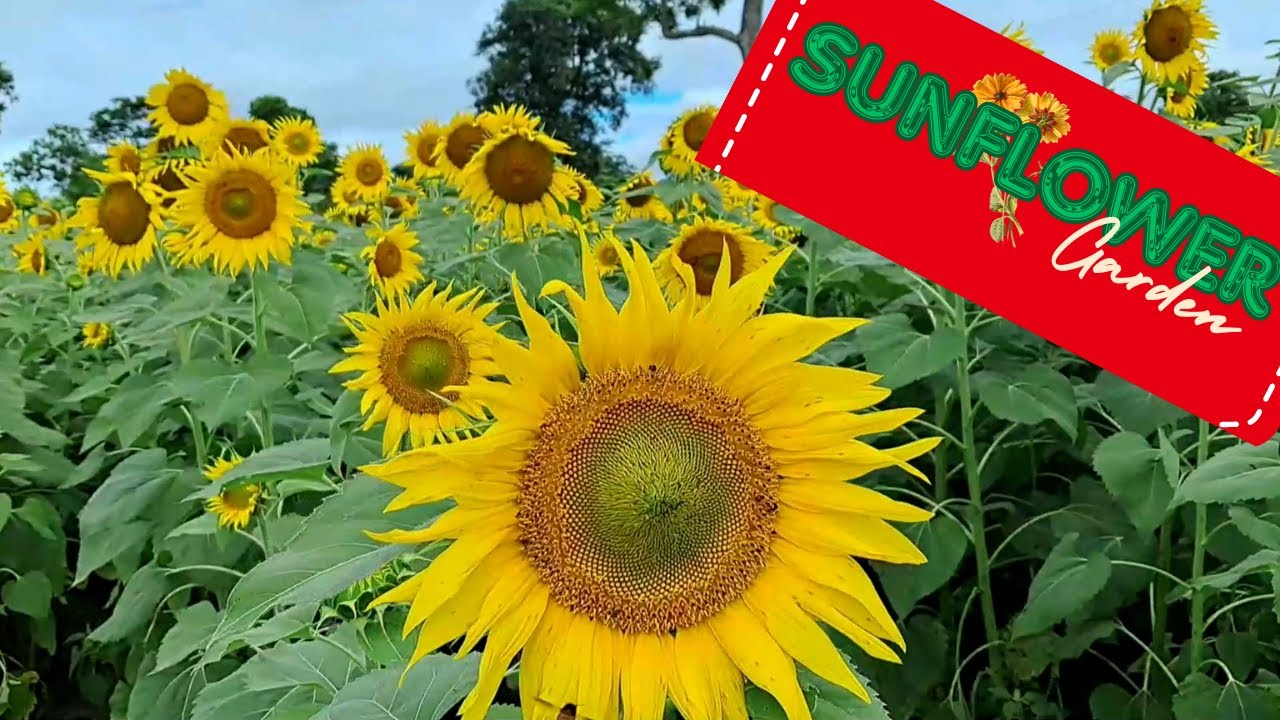 Beautiful Sunflower Garden | Sunflower Farm in Karnataka | Sun Flower ...