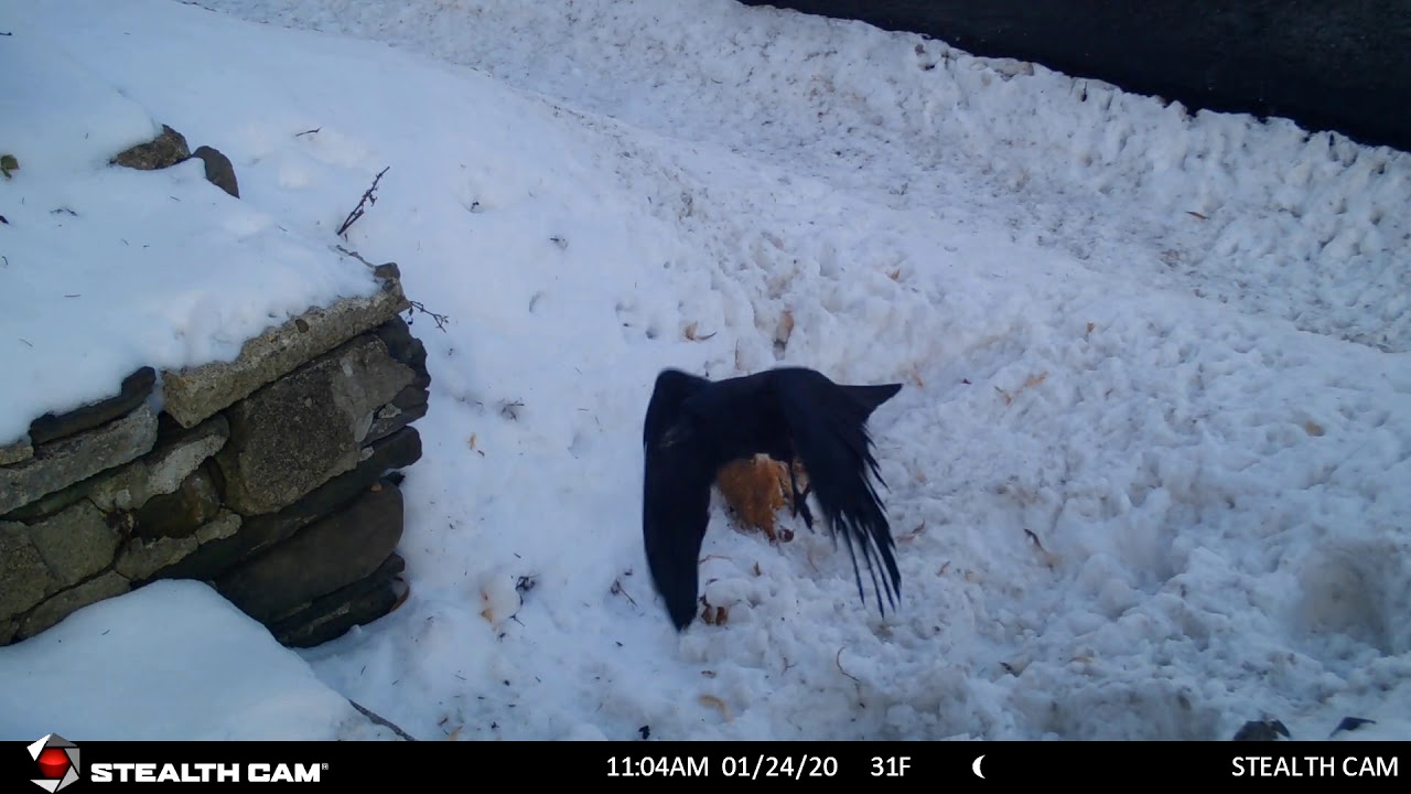 Corvus brachyrhynchos (American crow) taking off - YouTube