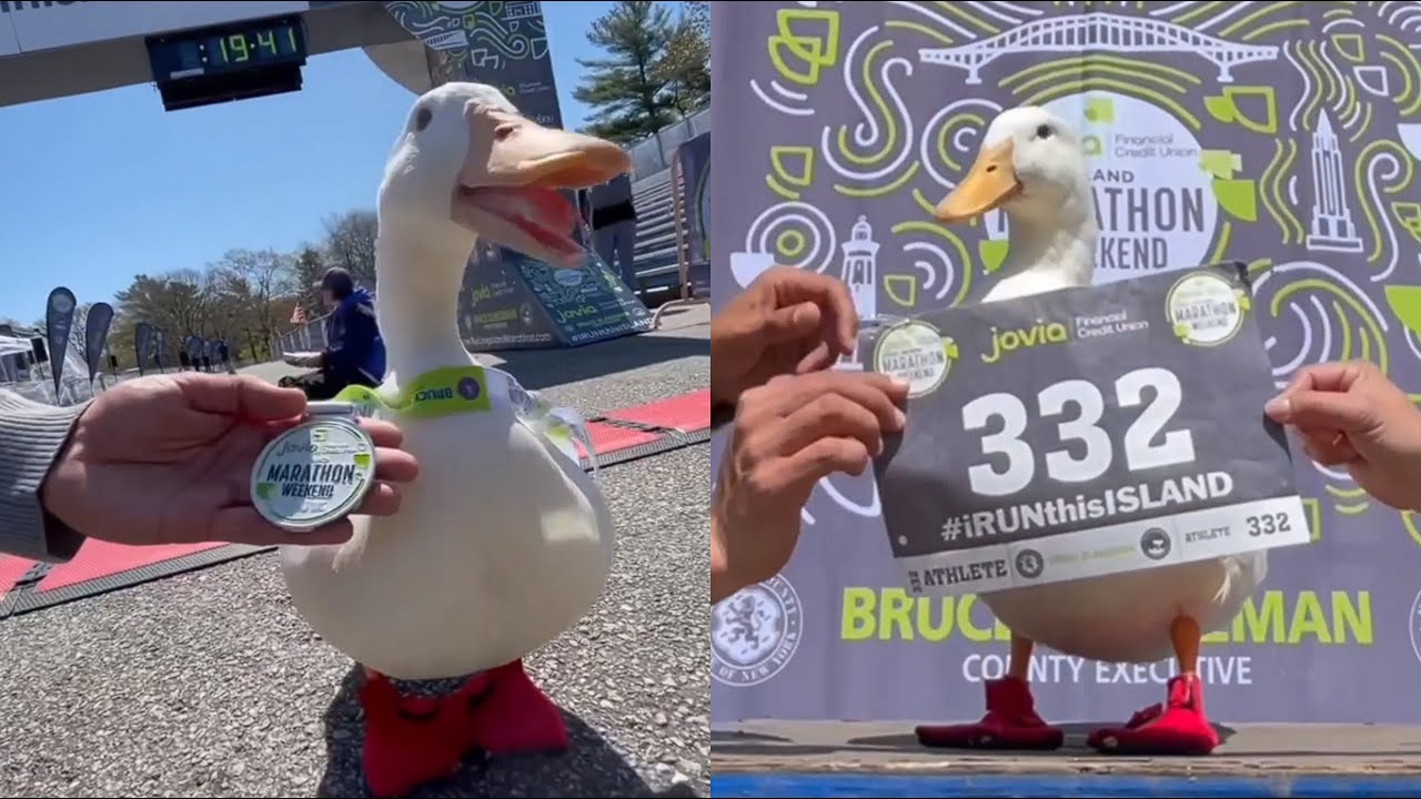 Duck Runs A Marathon - YouTube