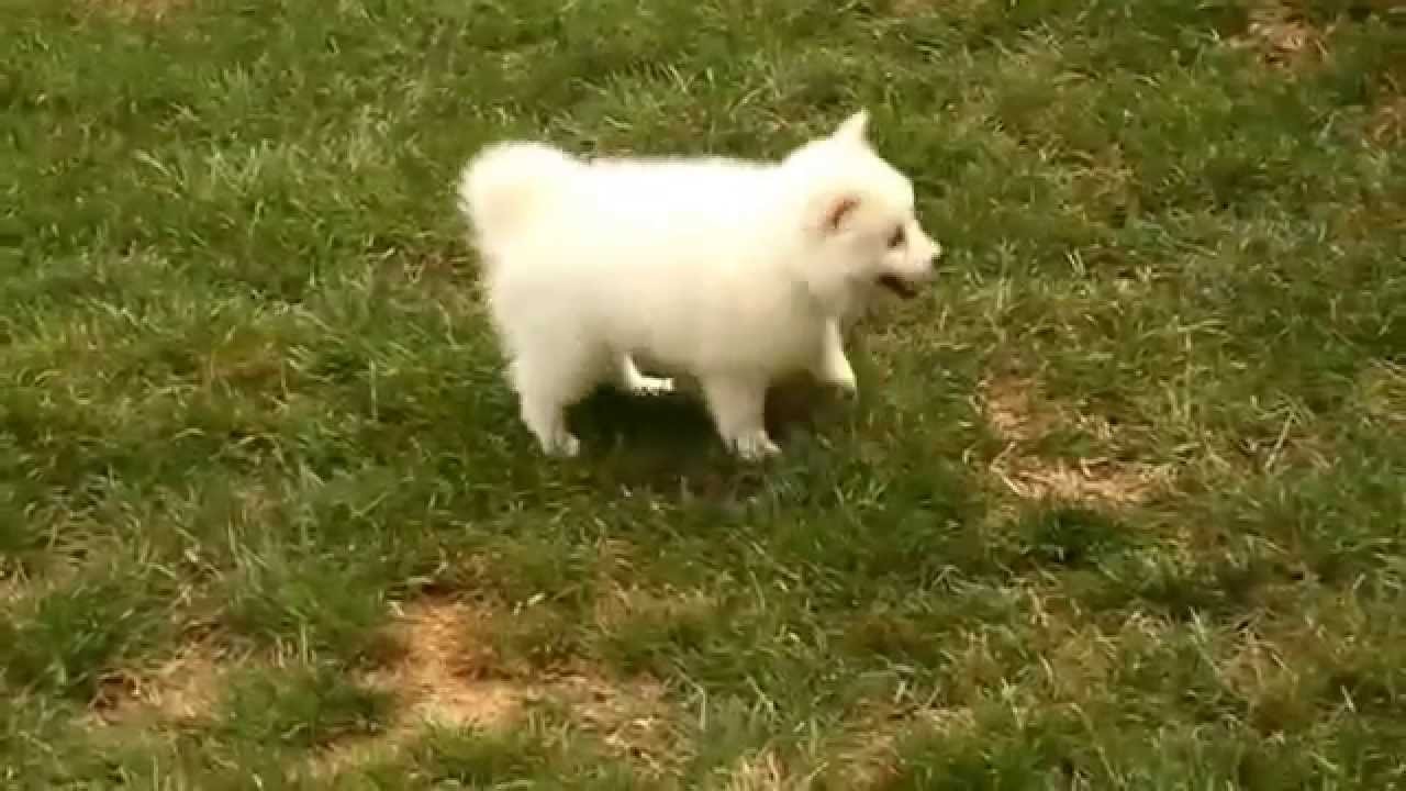 Eskipom Puppies For Sale - YouTube