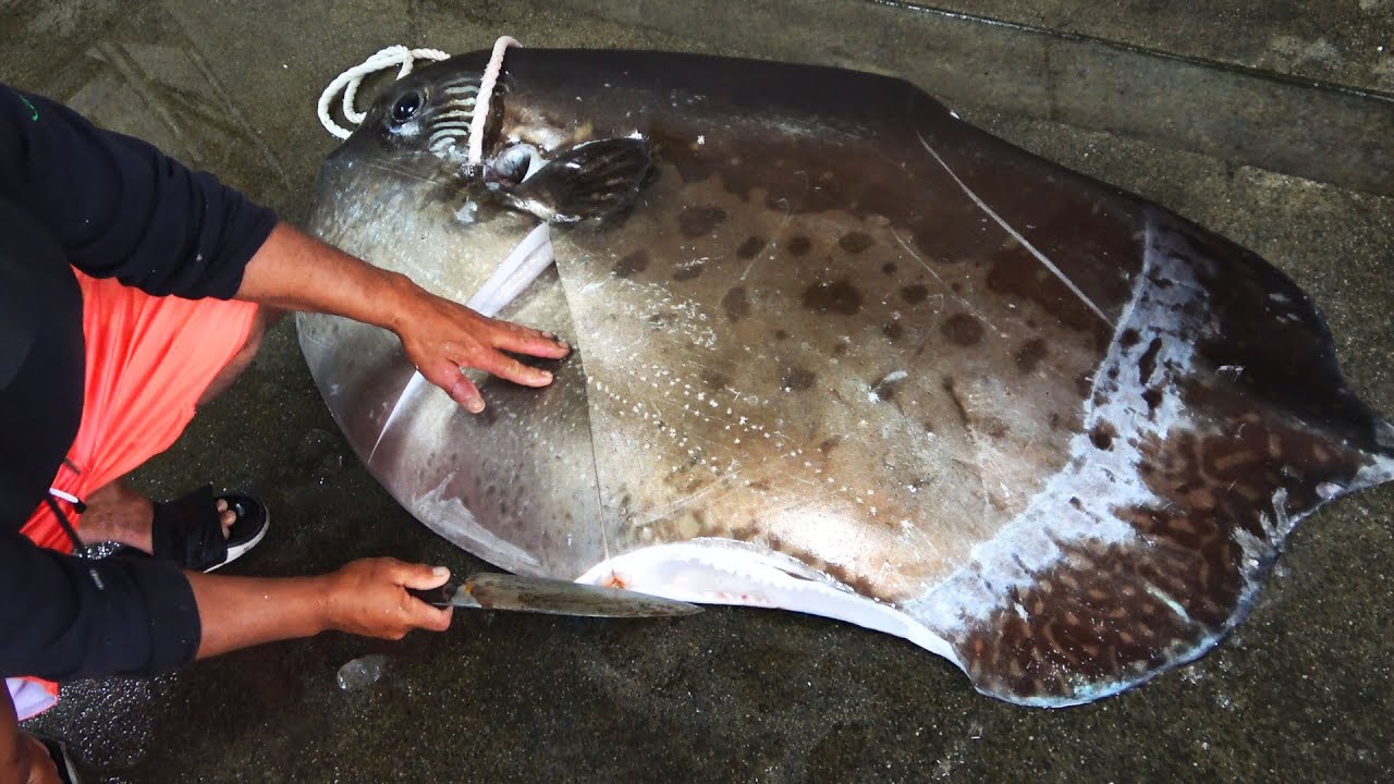 Amazing Fish Cutting Skills, Various Fish Catch and Fillet / Giant ...