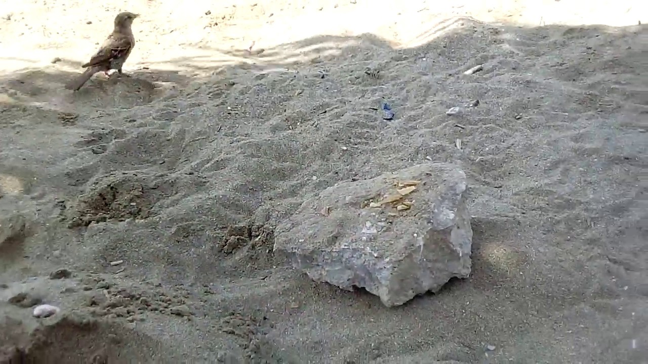 Sparrow,in lunch ,on Athens beach-Greece - YouTube