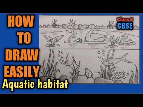 Aquatic habitat drawing | water habitat drawing | underwater drawing ...