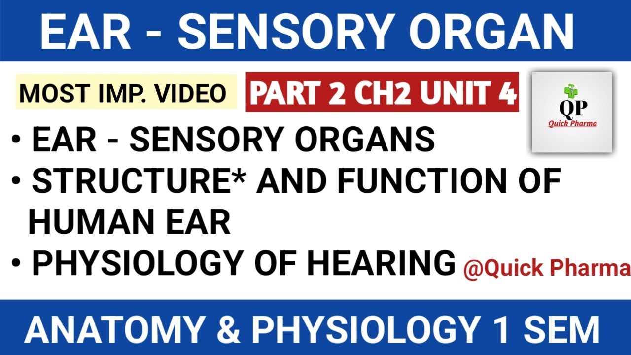 Structure And Function Of Ear | Parts Of Ear | Human Ear | Human ...