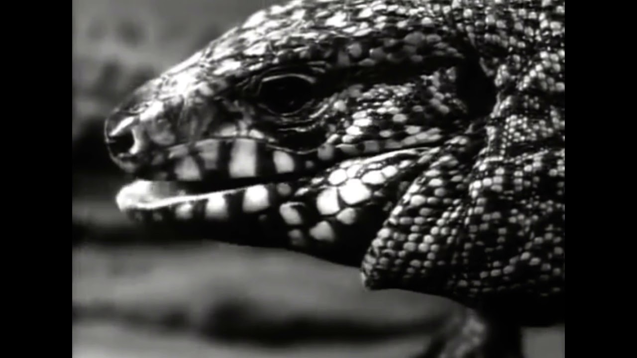One Million B.C. (1940) Gatorsaurus vs. Tegudon - YouTube