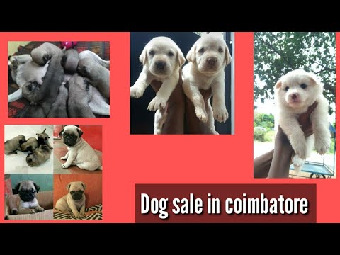 | Dogs at cbe | Dog sale in coimbatore | Puppies sale in coimbatore ...