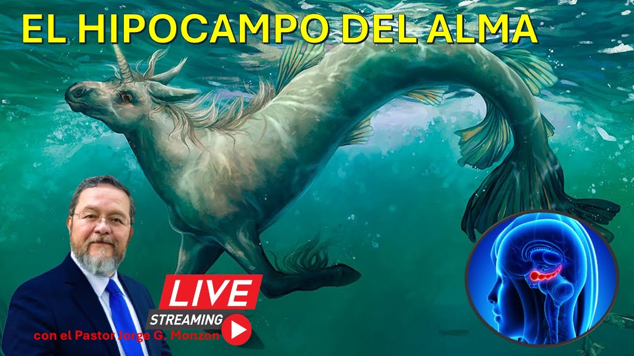 EL HIPOCAMPO DEL ALMA - YouTube