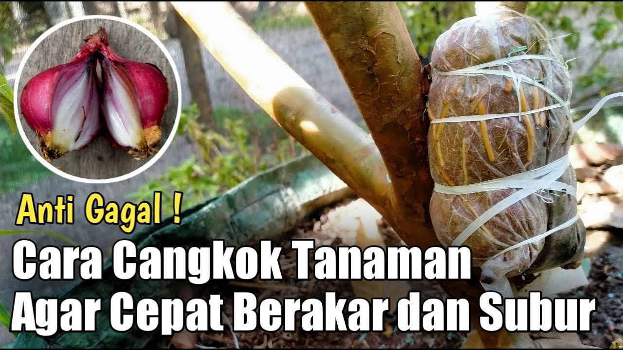 BISA UNTUK SEMUA JENIS TANAMAN, BEGINI CARA CANGKOK TANAMAN AGAR CEPAT ...