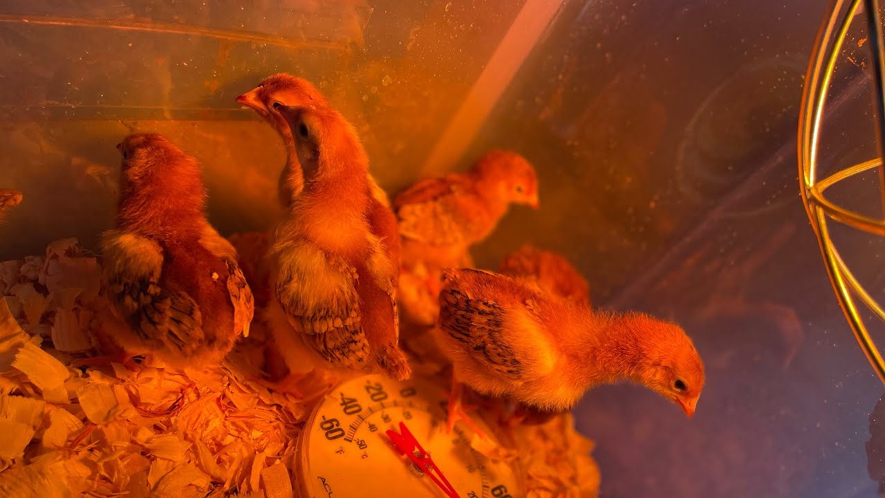 Introducing the RI Reds and update on the big chicks - YouTube