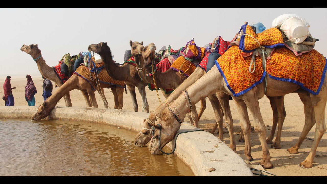 A tour of camel farms and how to produce milk and meat from camel 🐪 ...