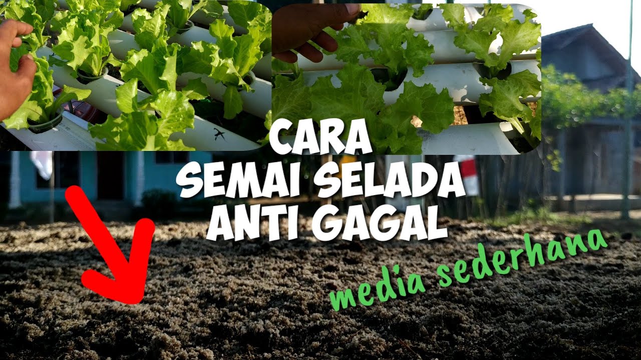 CARA SEMAI SELADA, MEDIA TANAH, PASIR, KOHE - YouTube