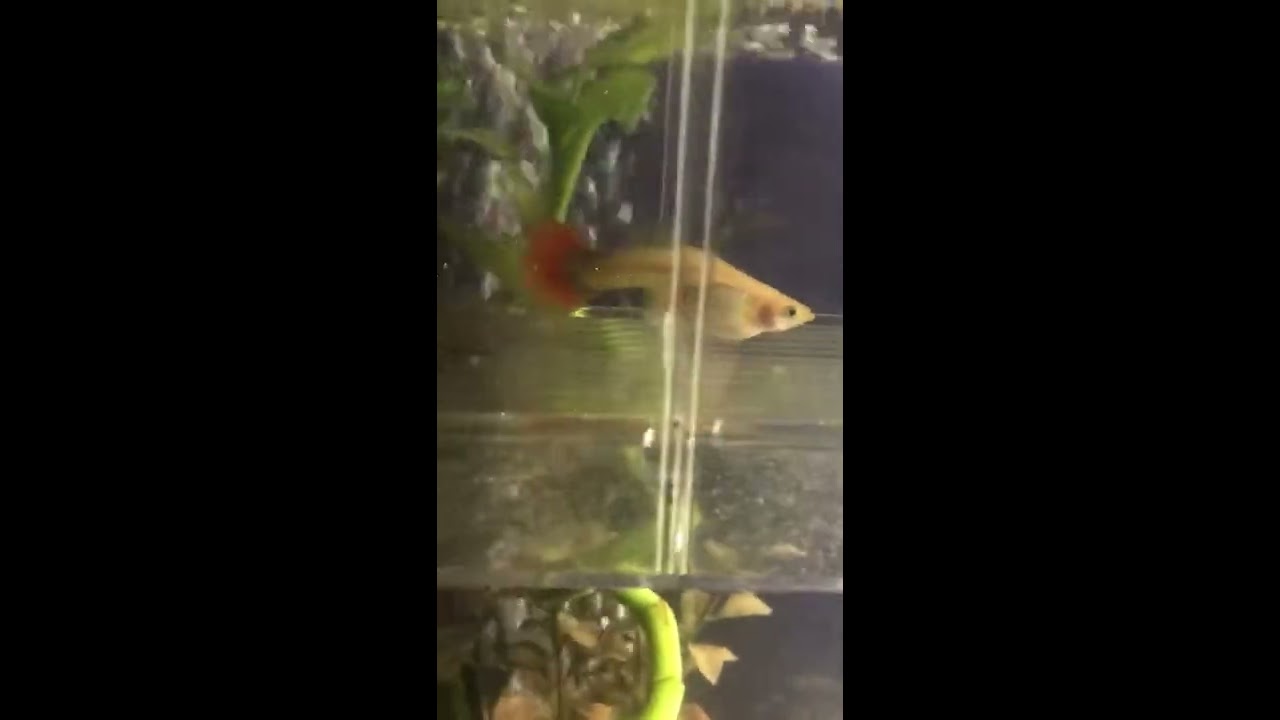Guppy Giving Birth! Having babies. Guppy labor signs. - YouTube