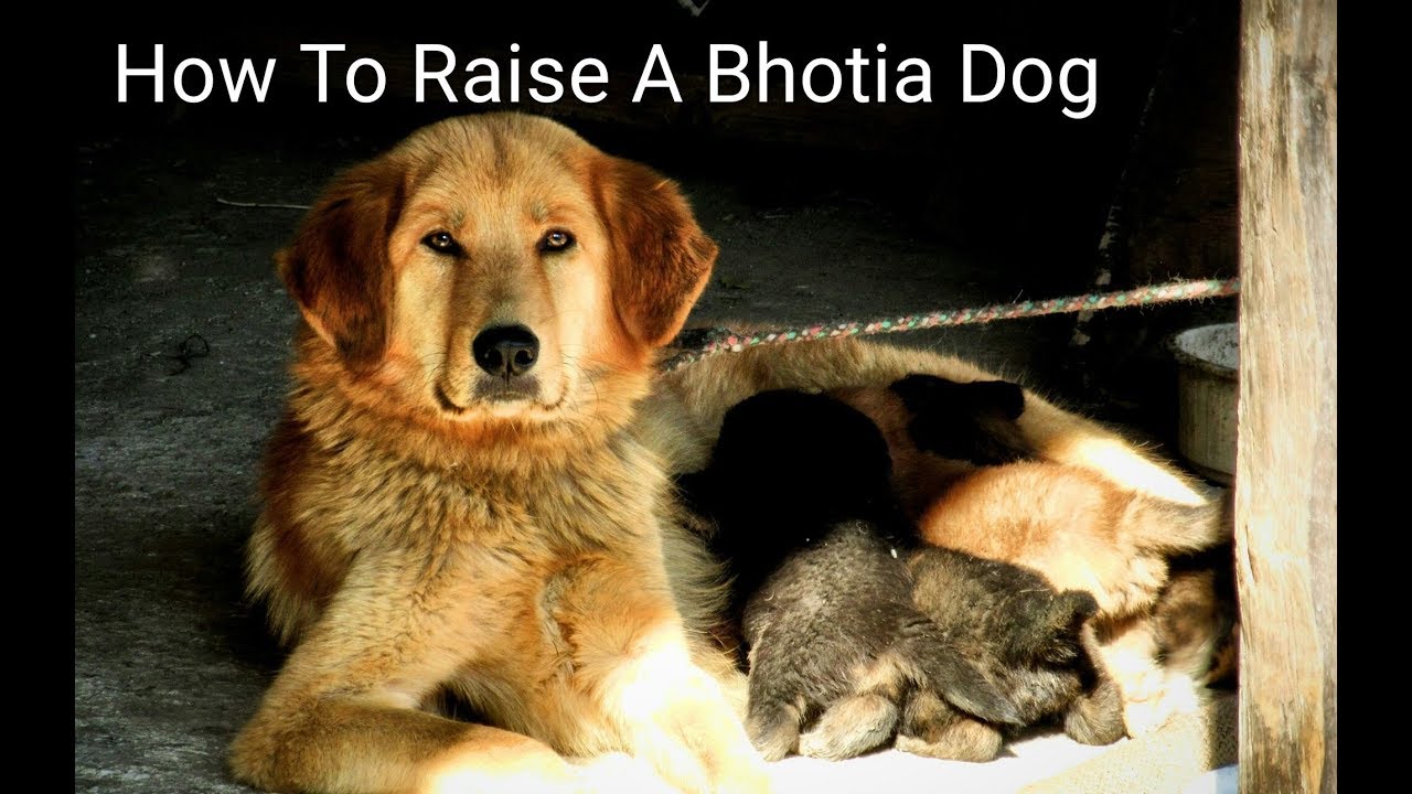 How to raise a Bhotia dog, भोटिया कुत्ते को कैसे पालें, जानें सही तरीका ...