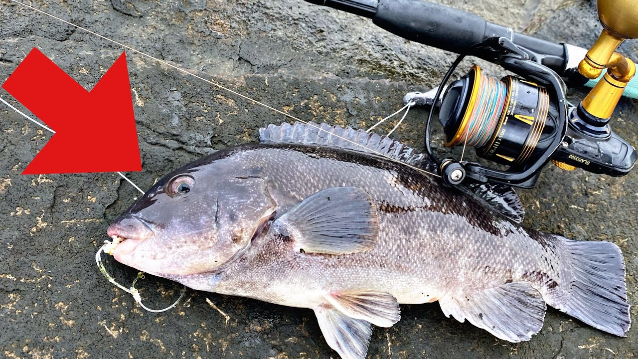 how to catch TOG from the jetty// Summertime lull Fishing 2023 ...