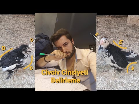 BİR AYLIK CİVCİV CİNSİYETİ NASIL ANLAŞILIR ? FARKLI FİKİRLERİ OLAN YORUMA