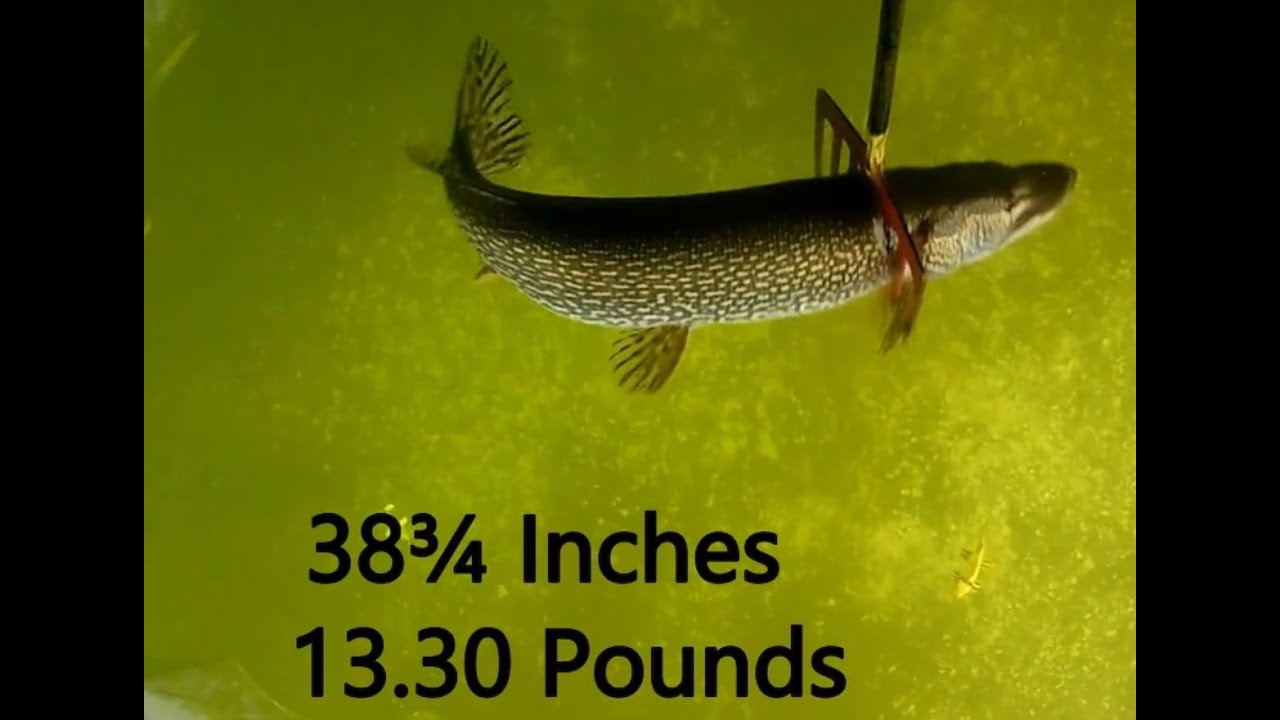 March Pike Spearing - Shaky Shaft Addicts - YouTube