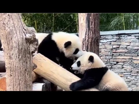 Two baby pandas playing and frolicking - YouTube