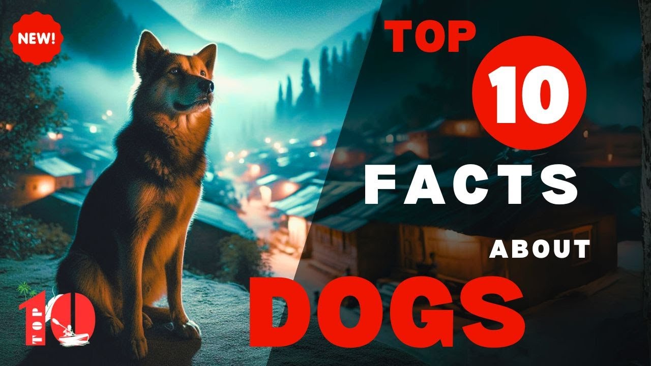 TOP 10 Facts about DOGS - Amazing Facts about Dogs - Animals Facts ...