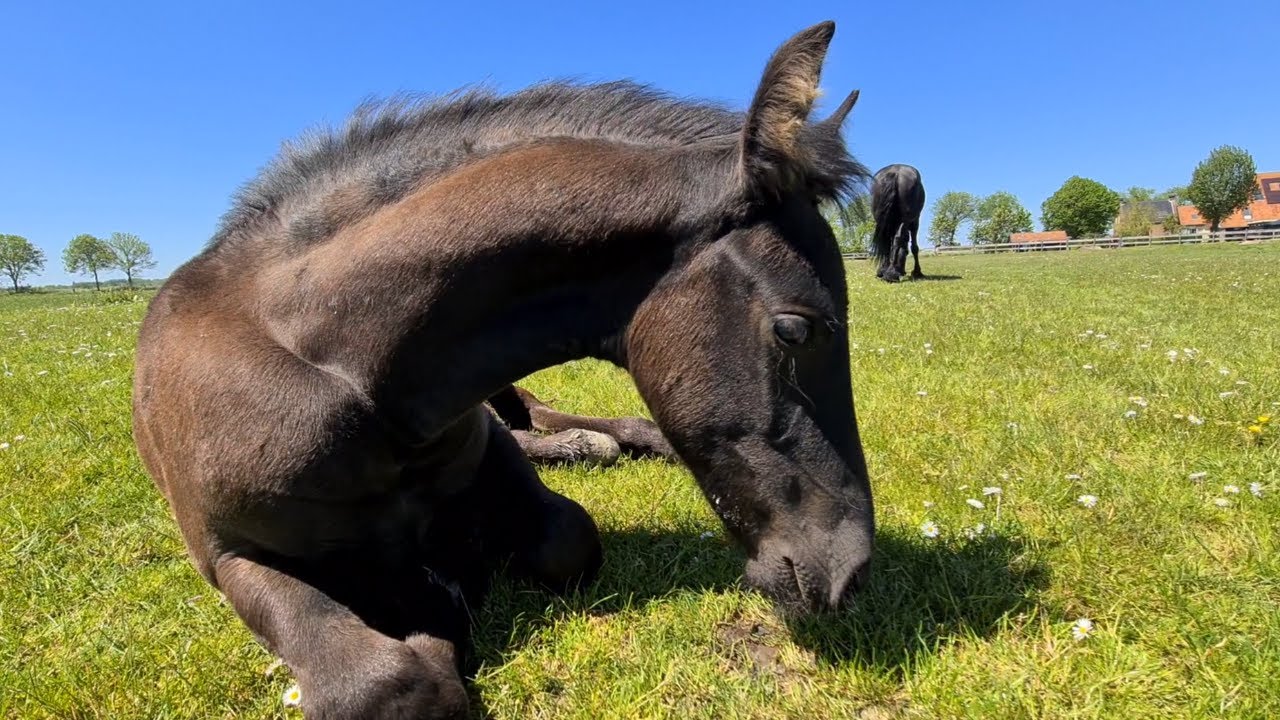 Johnny outside, foals in chill mode, some others are scary! | Friesian ...