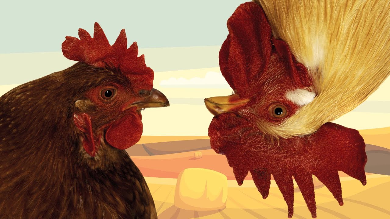 Fascinating Facts About Roosters & Various Worldly Things! - YouTube