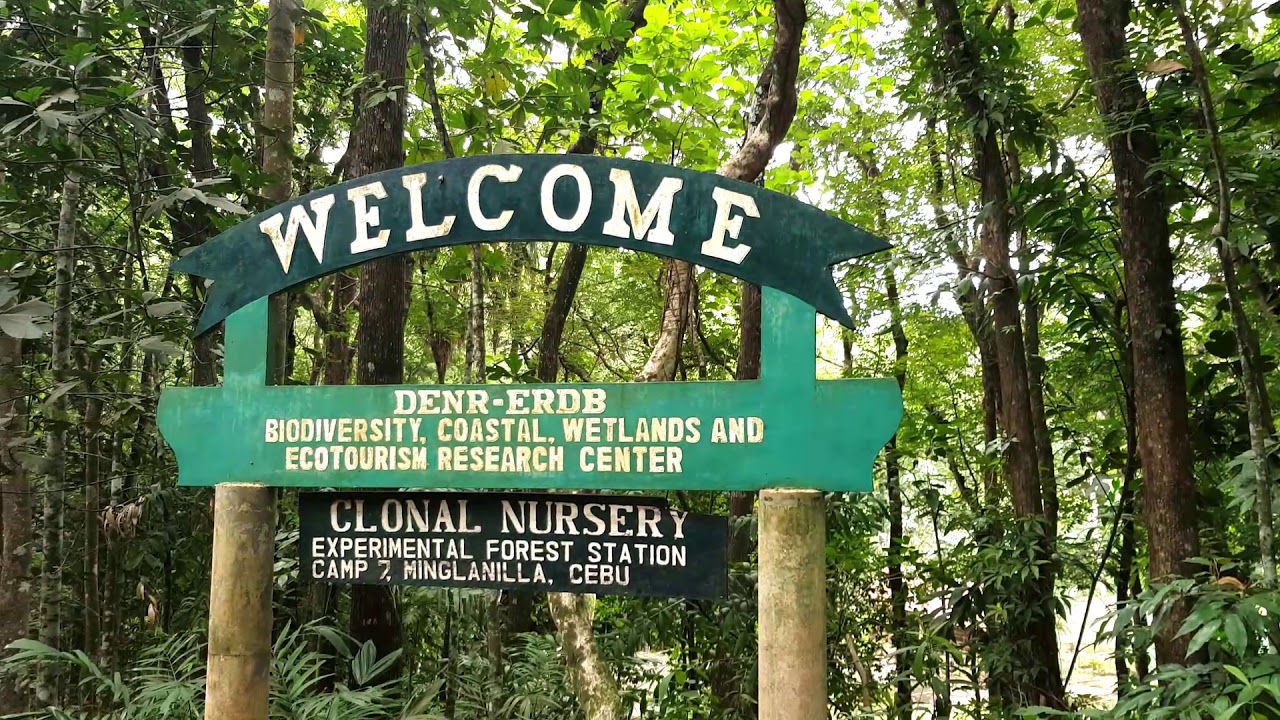 Man made forest at camp 7 minglanilla, cebu - YouTube