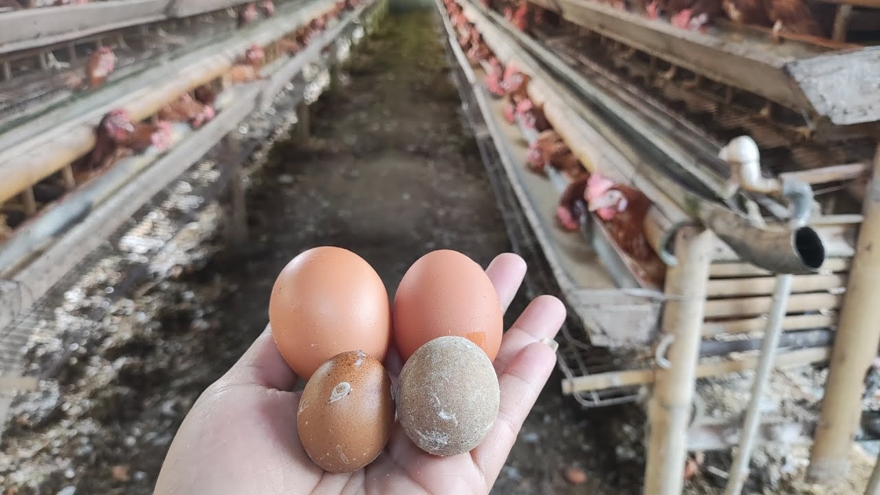 Egg production, cultivation of abundant laying hen farms - YouTube
