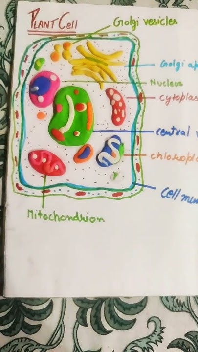 Clay model of bacteria cell and ☘️ plant cell☘️ - YouTube