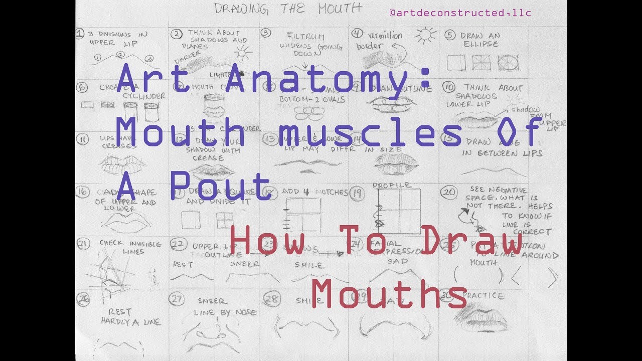 Art anatomy: Mouth muscles of a pout. How To Draw The Mouth - YouTube